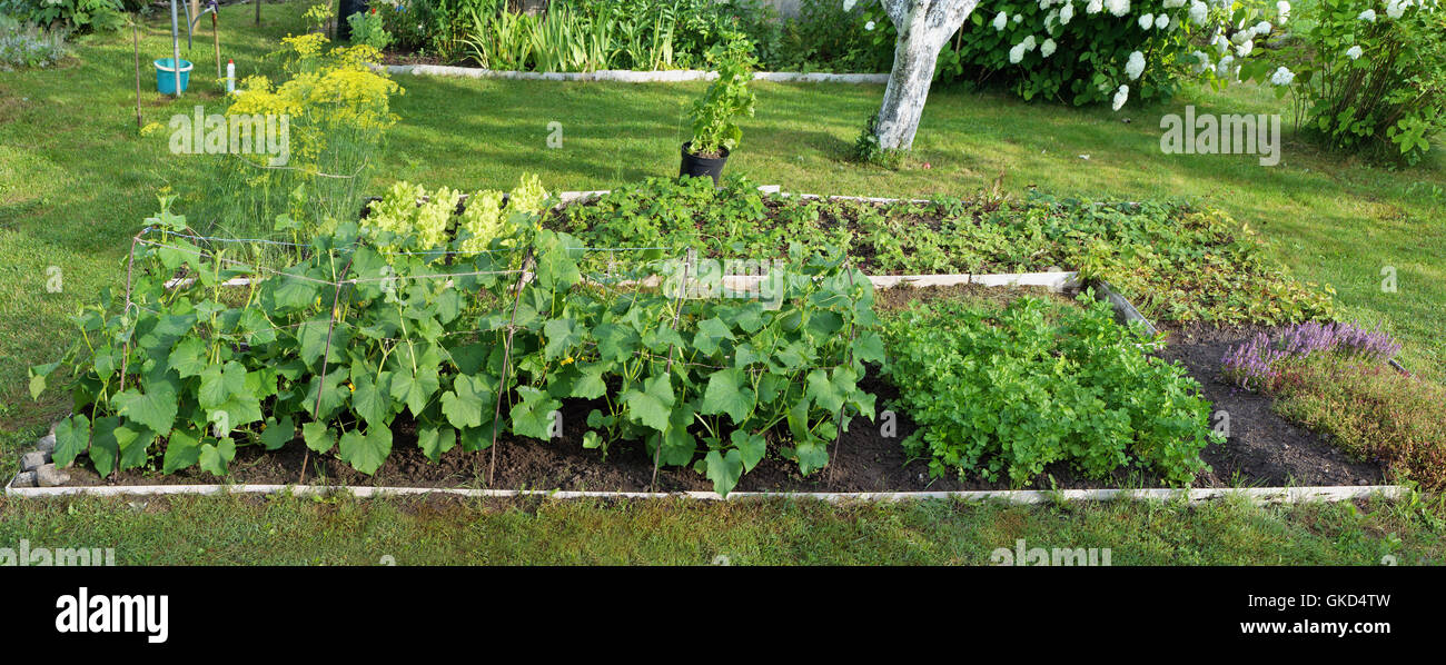 Cultivation of vegetables and spices in the conditions of northern ...