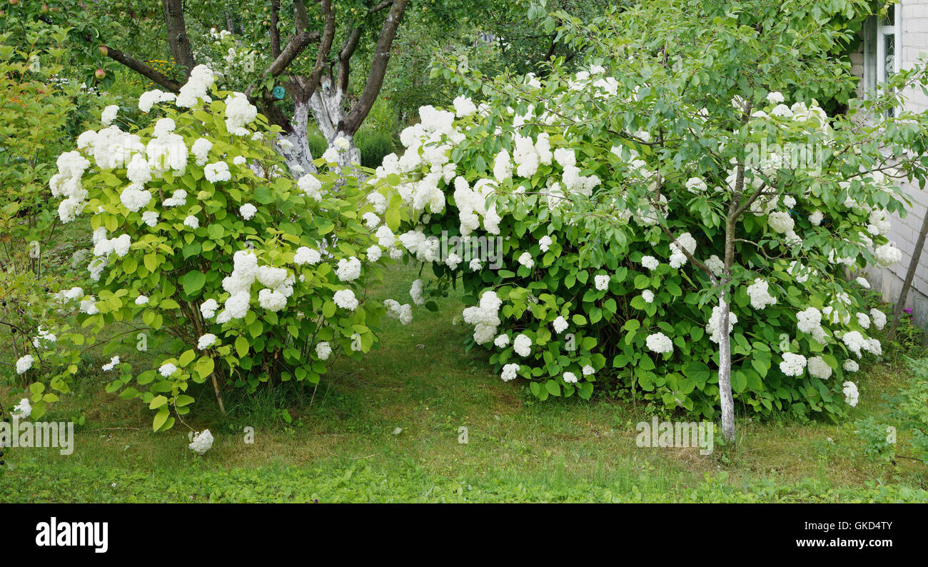 White hydrangea hedge hi-res stock photography and images - Alamy