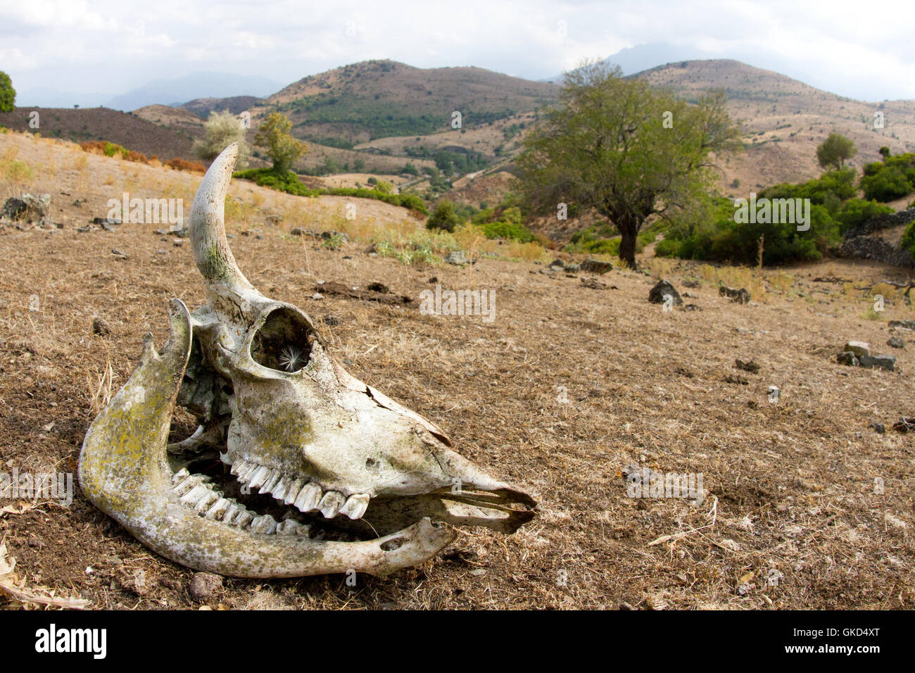 Dead cattle landscape hi-res stock photography and images - Alamy