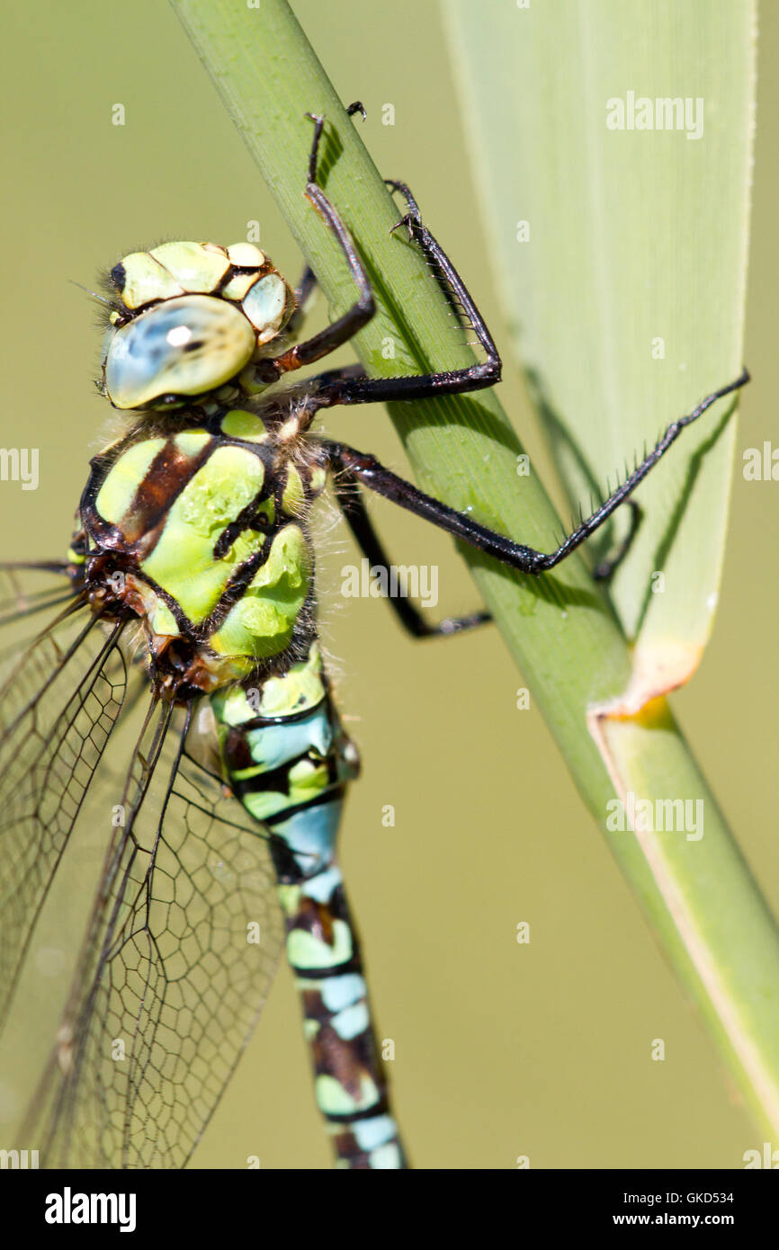 The southern hawker or blue hawker ( Aeshna cyanea ) portrait Stock ...