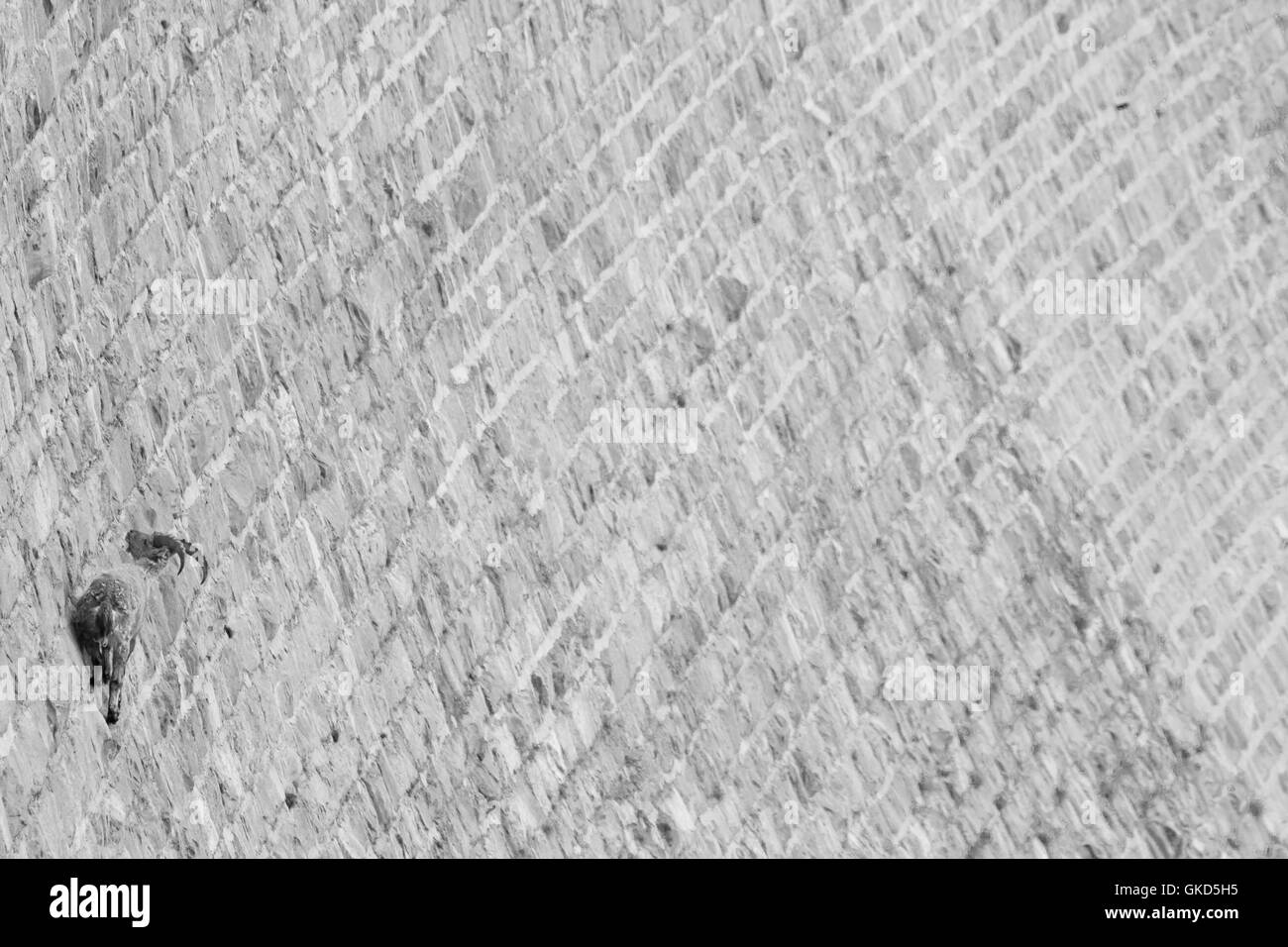 Alpine ibex ( Capra ibex ) walking on dam in the Italian alps Stock ...