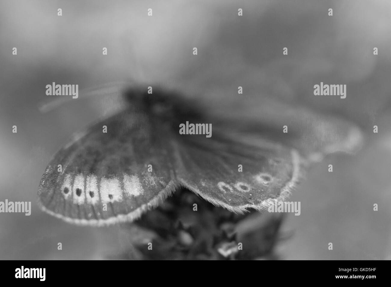 The Rätzer's ringlet ( Erebia christi ) black spots wings particular ...