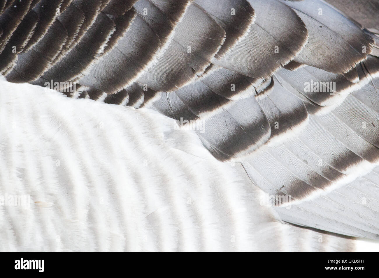 Feathers of a Lesser white-fronted goose ( Anser Erythropus Stock Photo ...