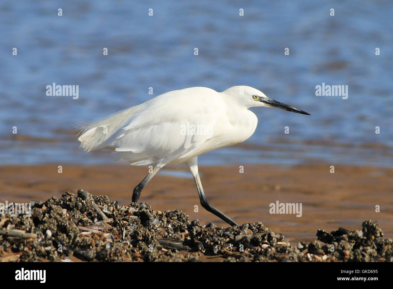 Little egret, Egretta garzetta, small, elegant white heron Stock Photo ...