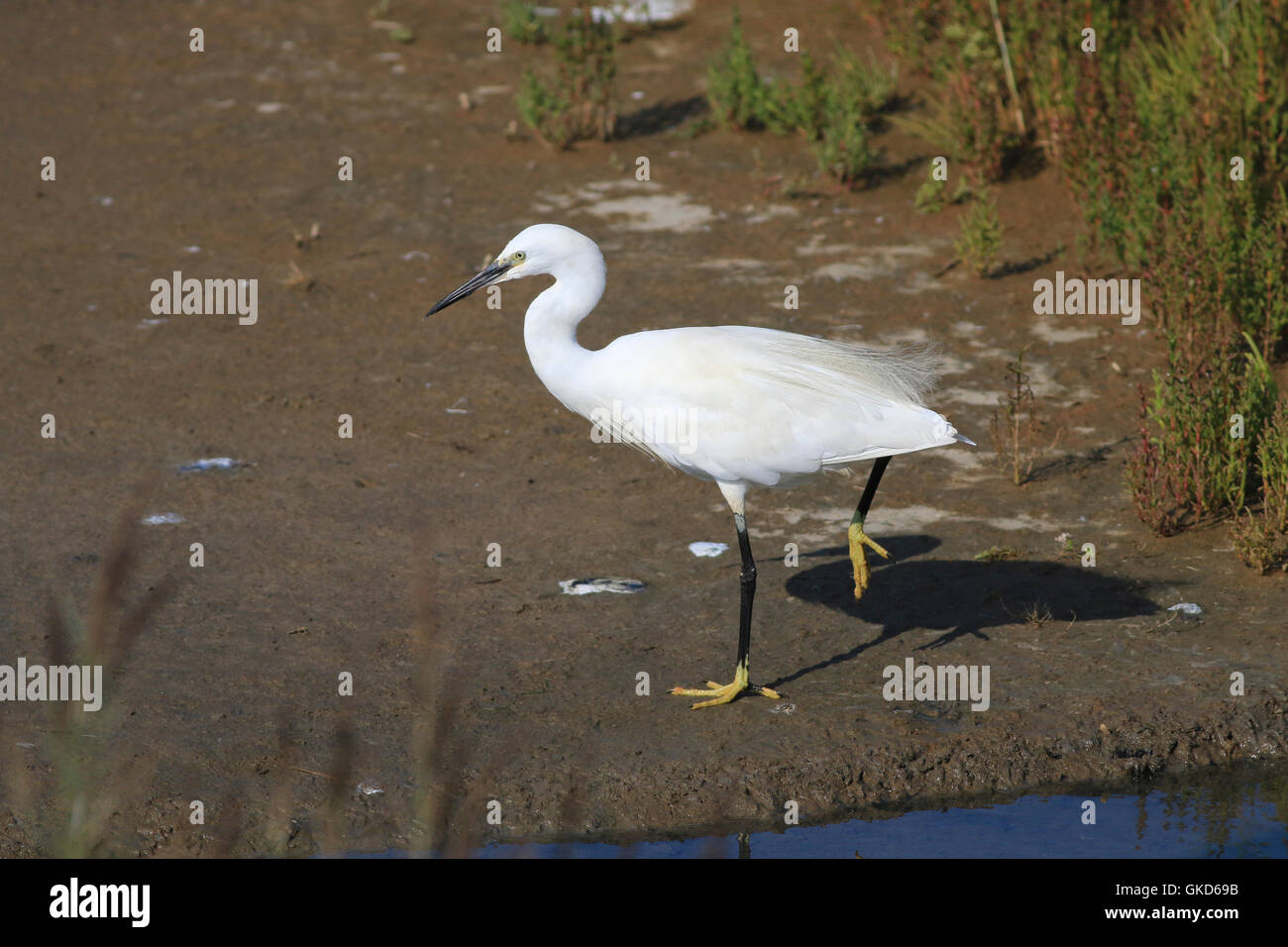 Little egret, Egretta garzetta, small, elegant white heron walking ...