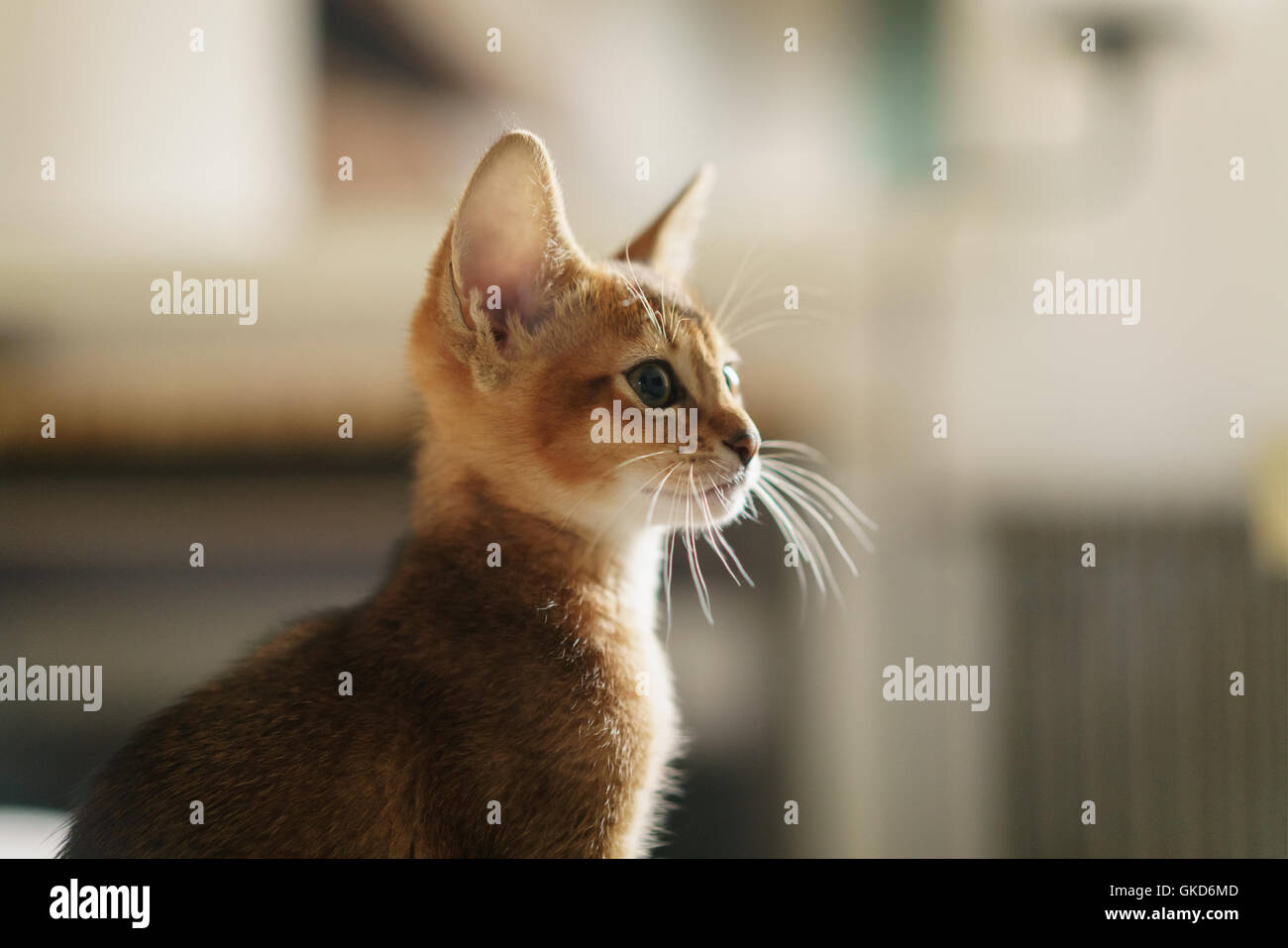abyssinian kitten wild color indoor portrait Stock Photo - Alamy