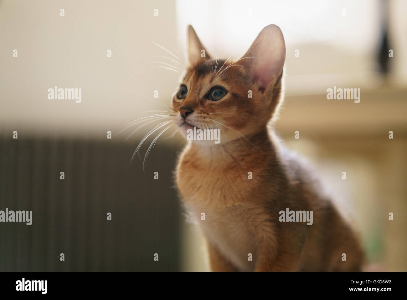 abyssinian kitten wild color indoor portrait Stock Photo - Alamy
