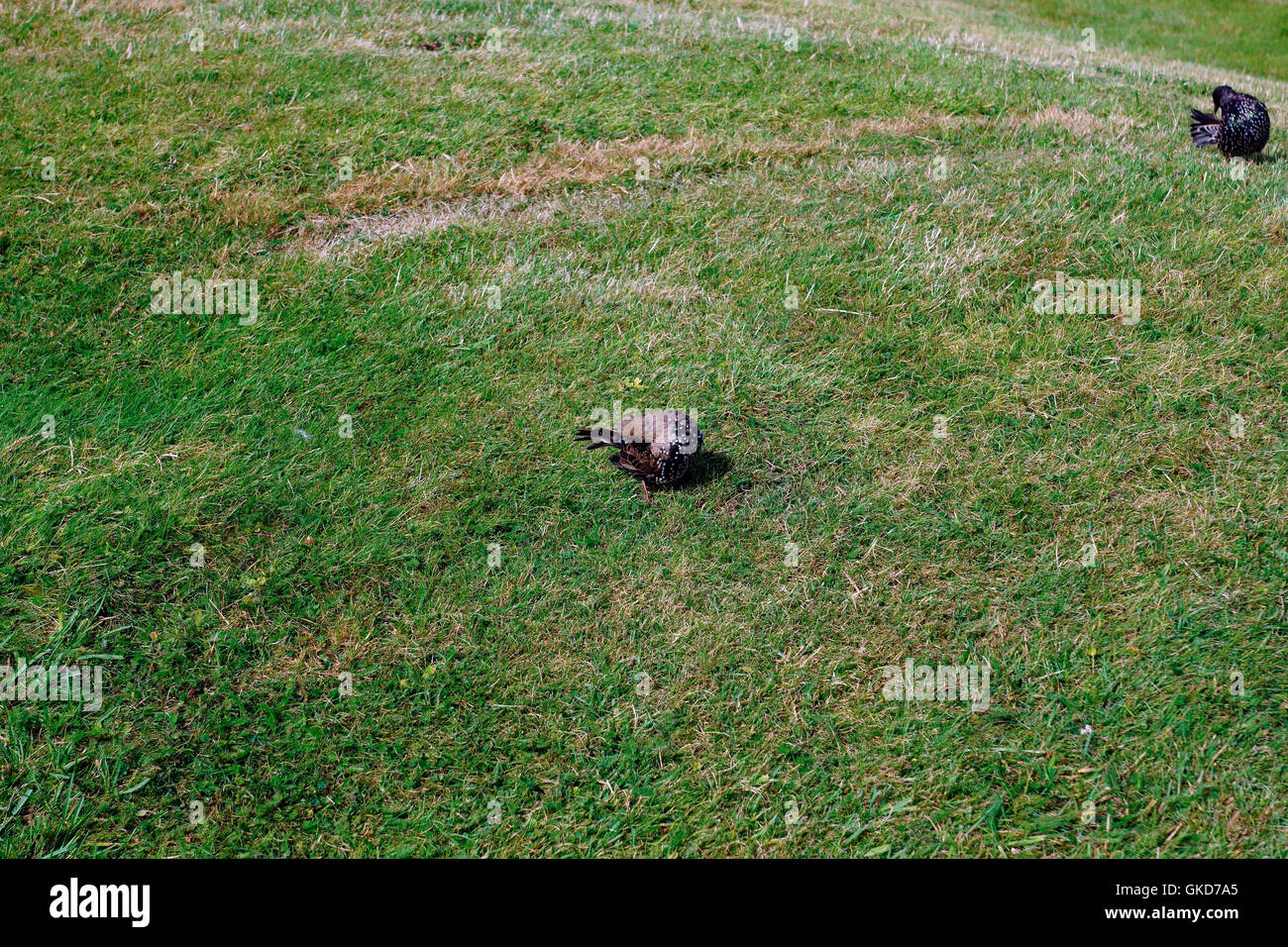 Female starling uk hi-res stock photography and images - Alamy