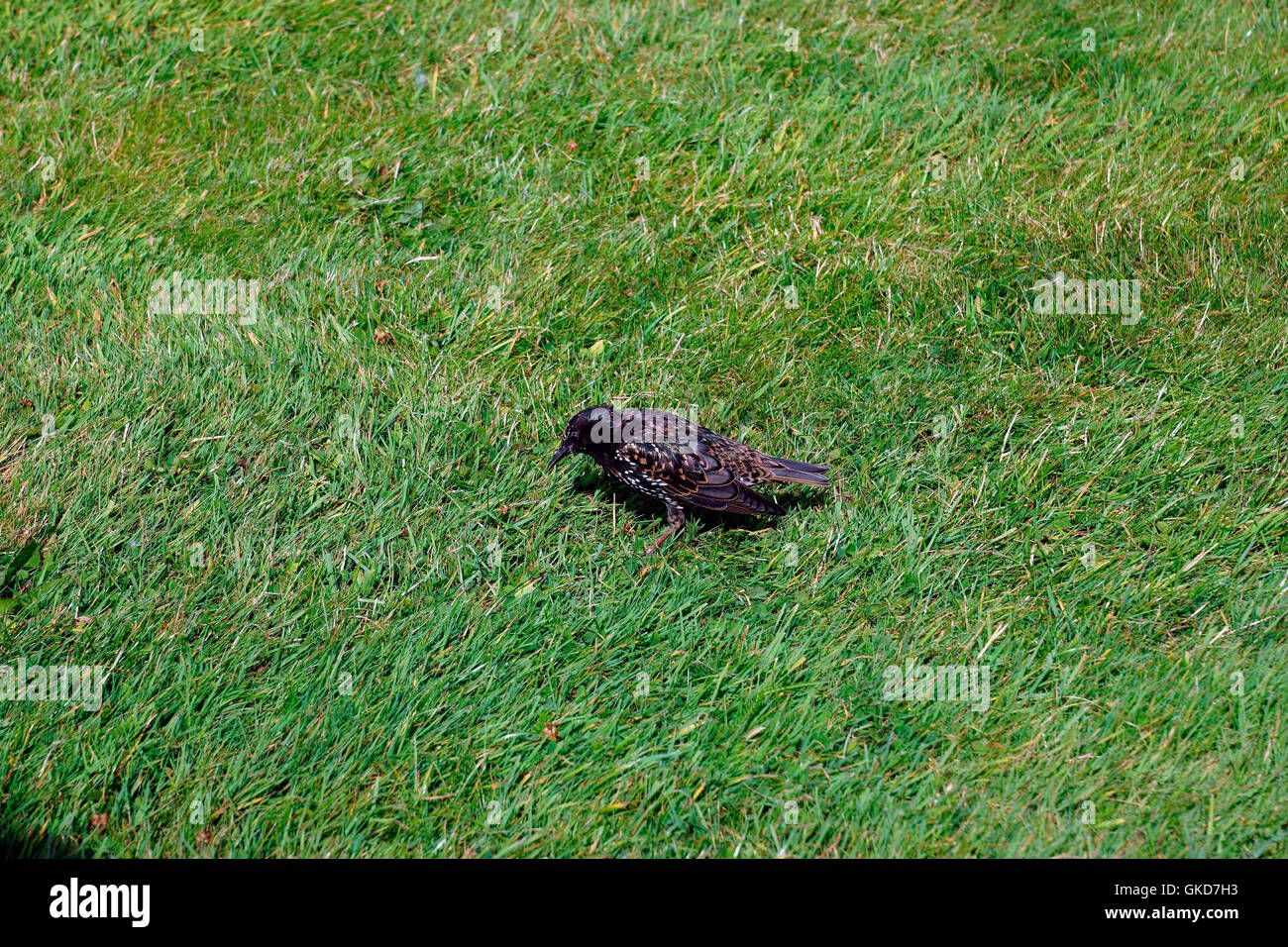 MALE STARLING FEEDING Stock Photo - Alamy