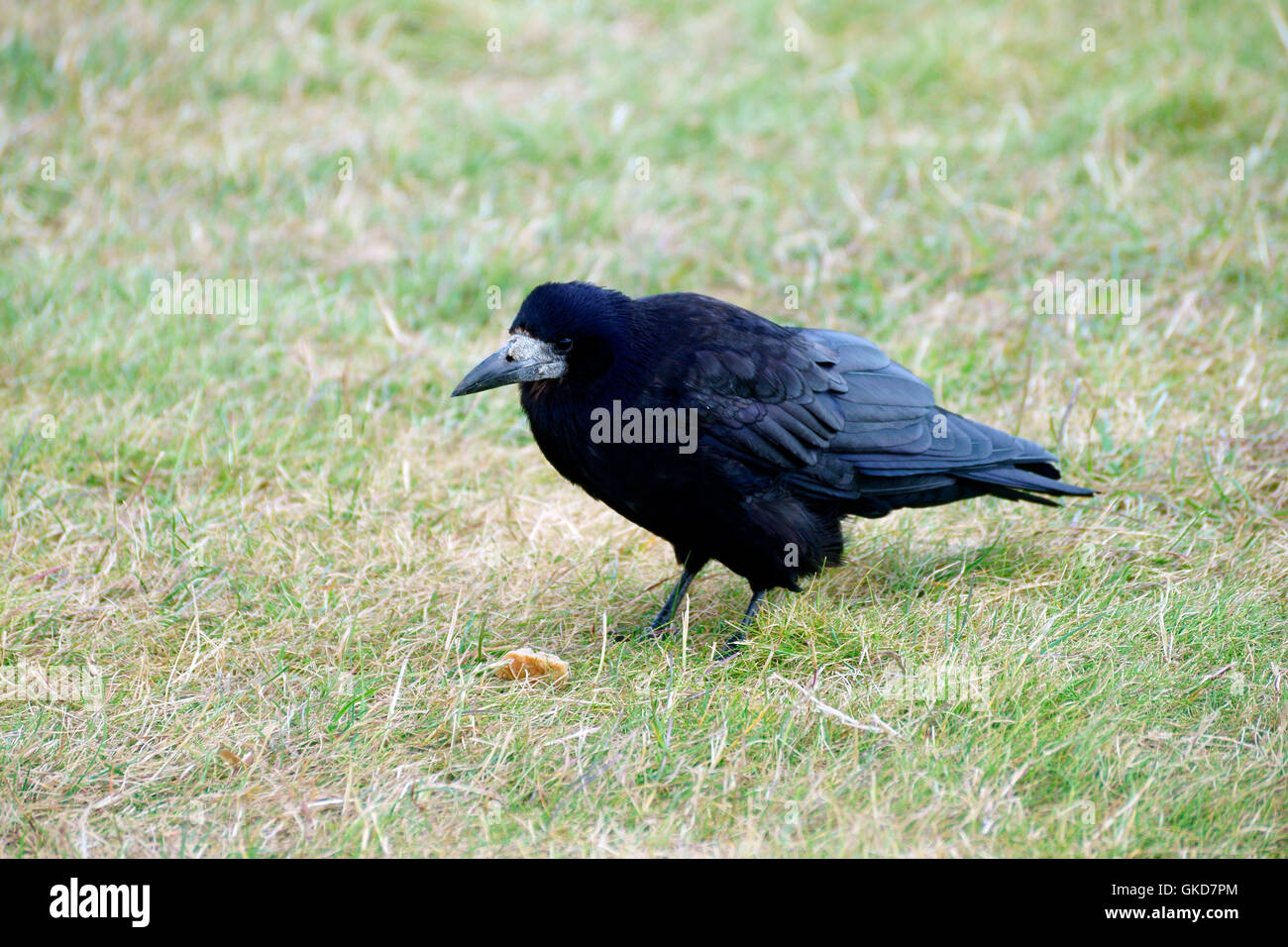 Crow eating worm hi-res stock photography and images - Alamy
