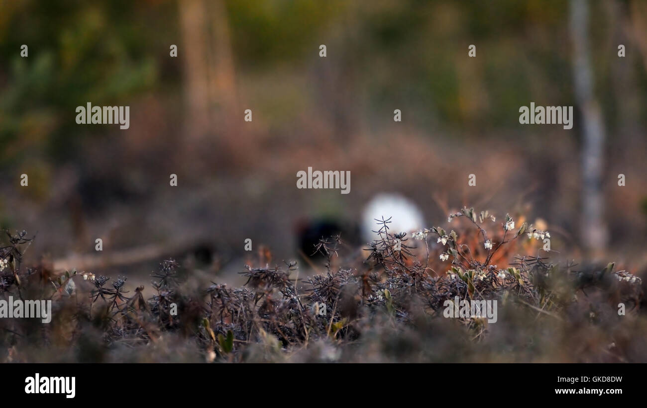 Blooming letherleaf (Chamaedaphne calyculata) at swamp. National park ...