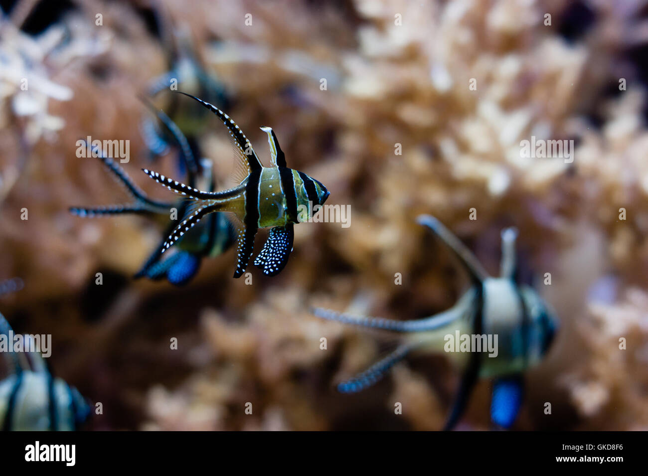Striped fish hi-res stock photography and images - Alamy