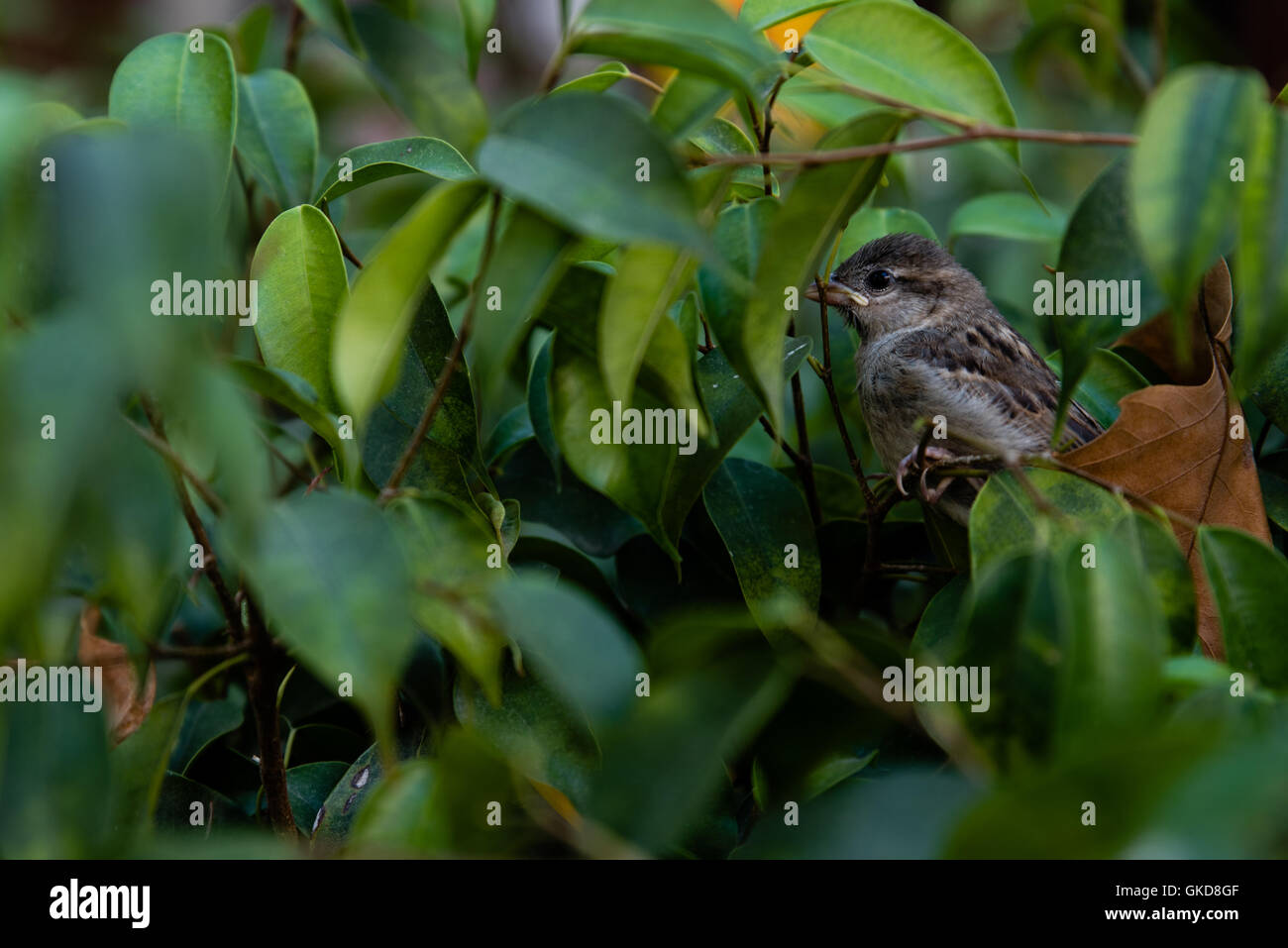 Hidden by the leaf hi-res stock photography and images - Alamy