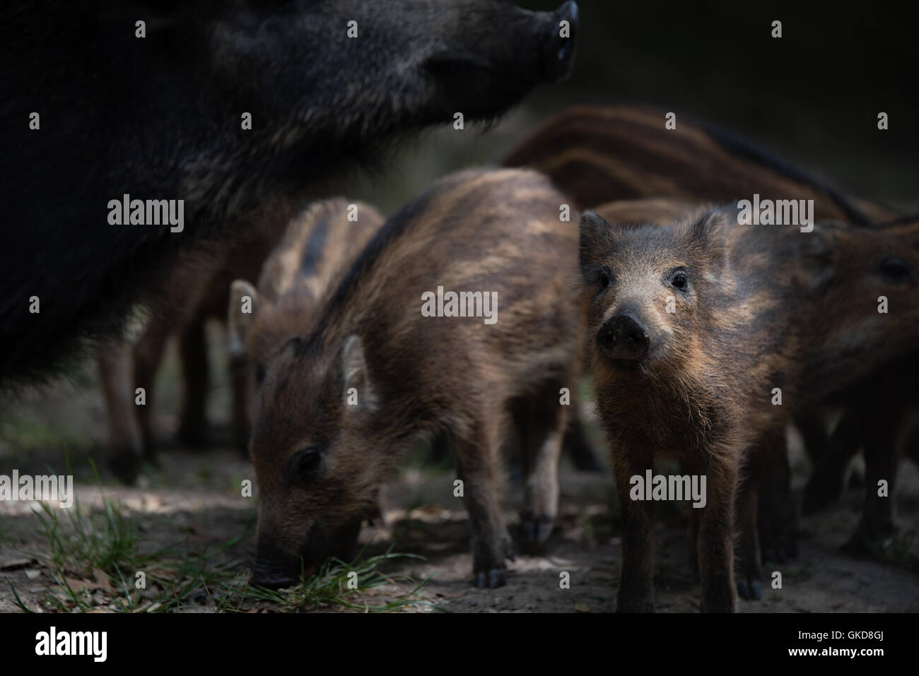 Wild boar food hi-res stock photography and images - Alamy