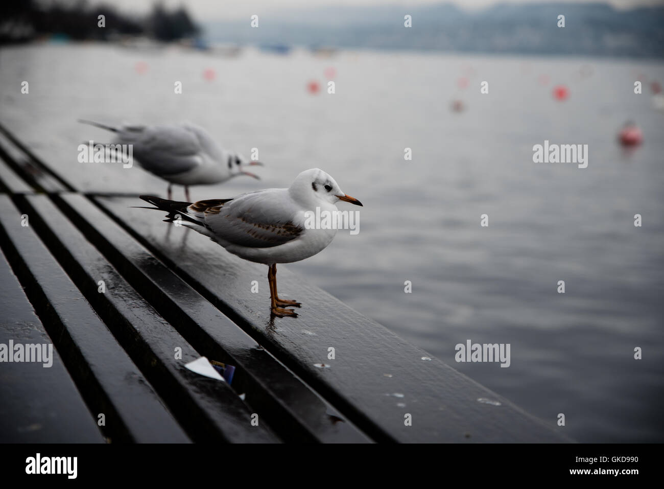 The quiet and the rowdy Couple of seagull on the edge of the lake of ...