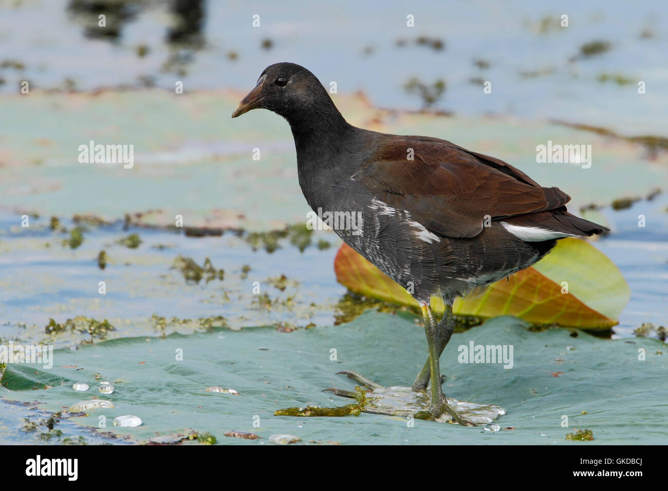 Gallinula galeata lily hi-res stock photography and images - Alamy