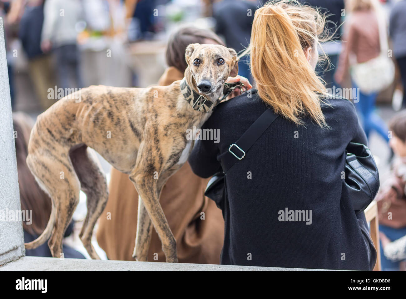 Brown greyhound hi-res stock photography and images - Alamy