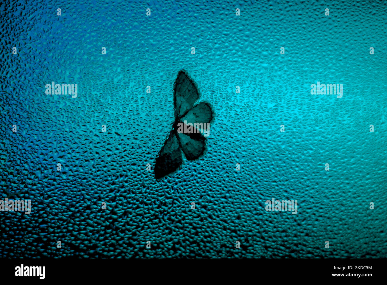 Moth on a window Stock Photo - Alamy