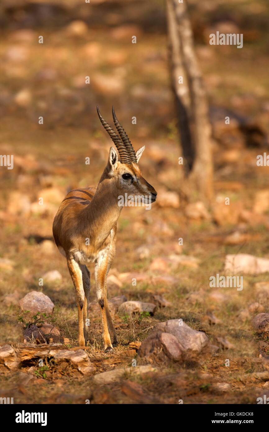 Chinkara gazelle hi-res stock photography and images - Alamy