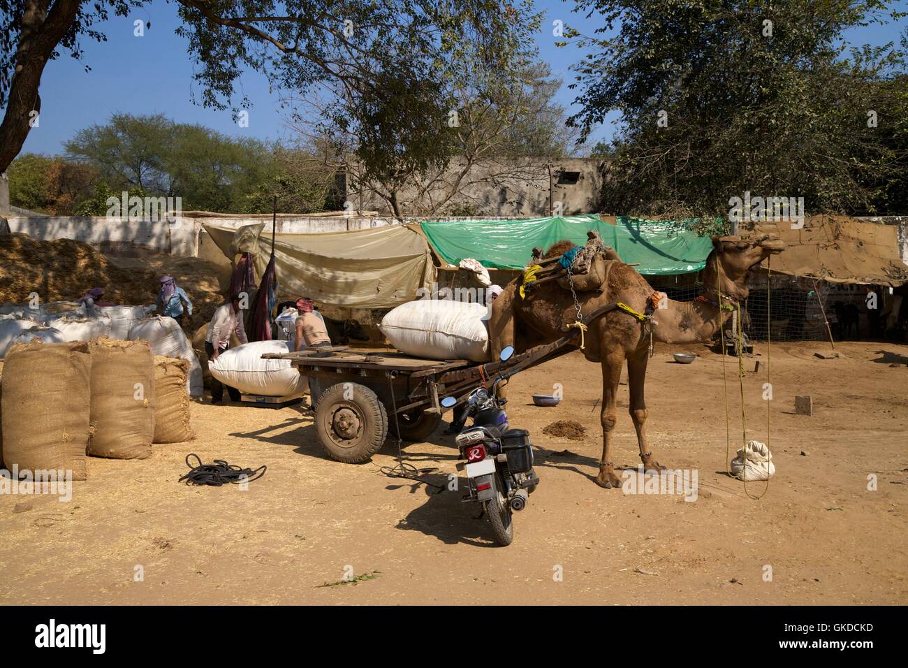Camel cart hi-res stock photography and images - Alamy