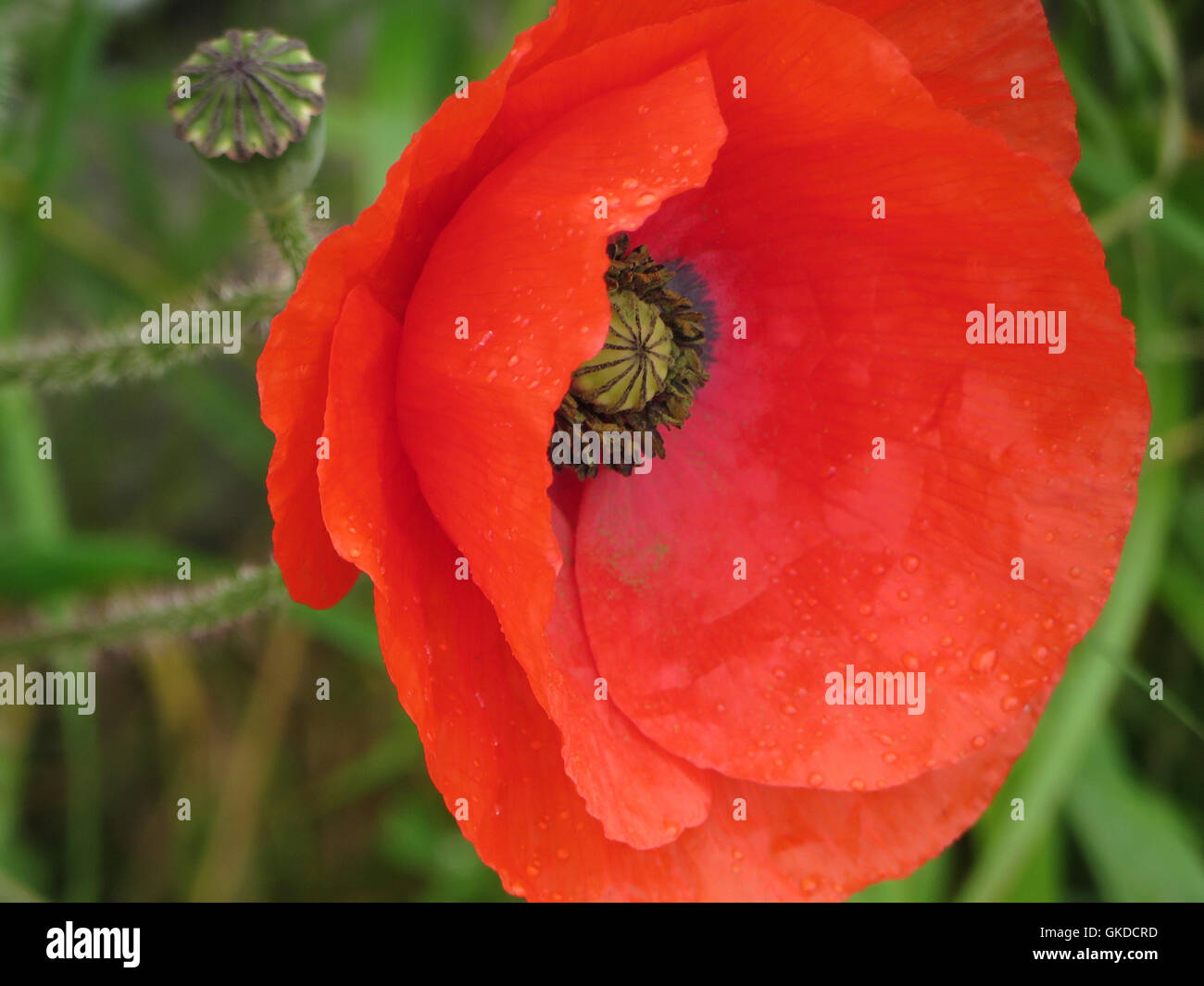 Single poppy flower Stock Photo - Alamy