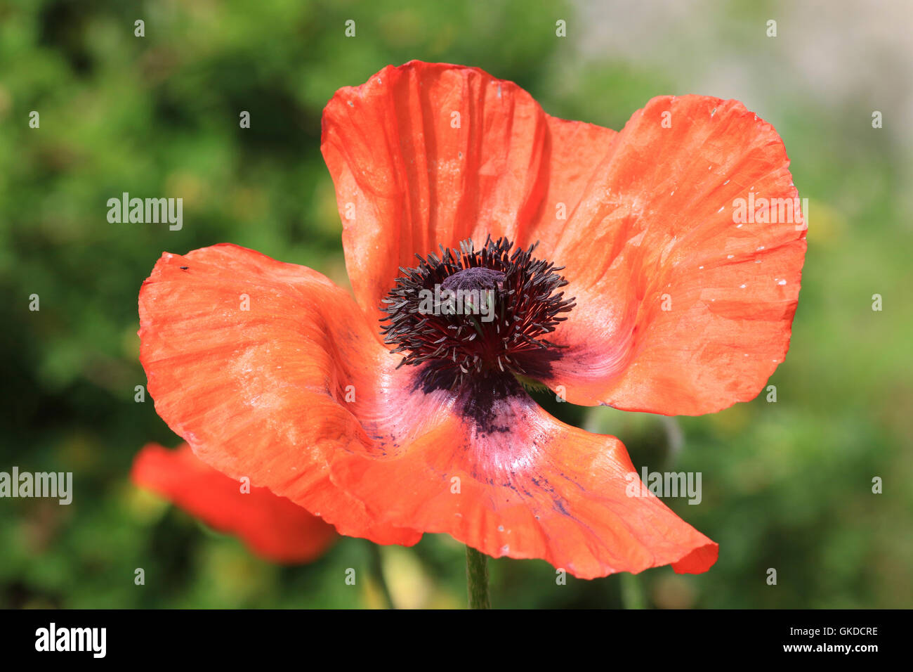 Single poppy flower Stock Photo - Alamy