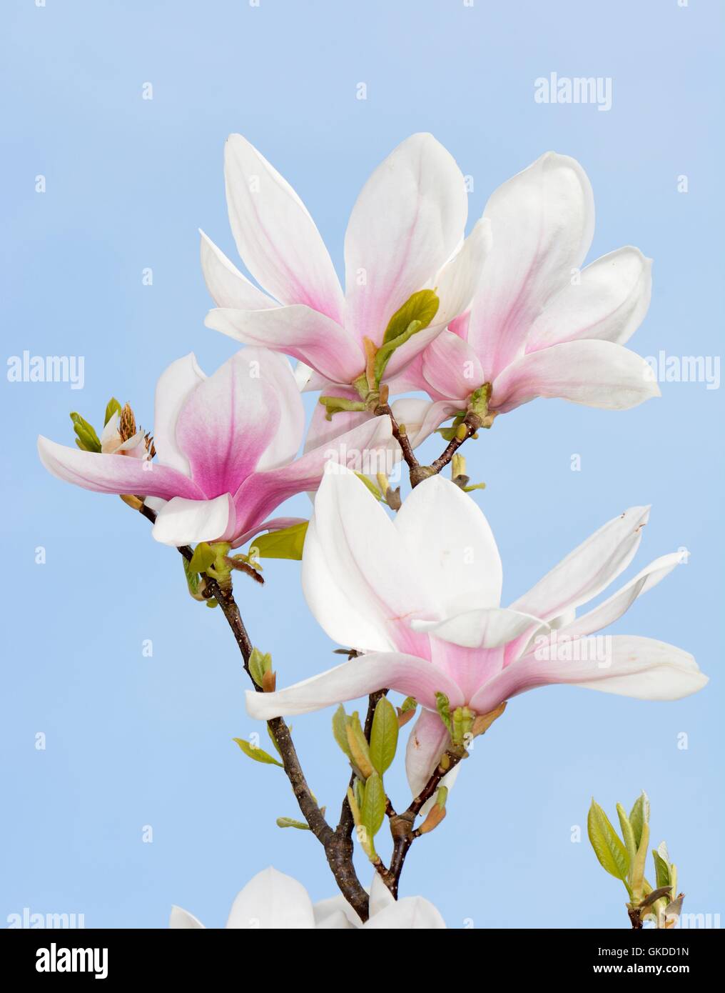 Tree flower leaf hi-res stock photography and images - Alamy