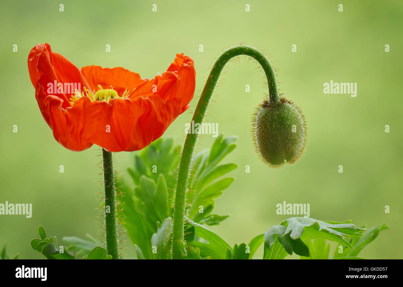 Poppies green hi-res stock photography and images - Alamy
