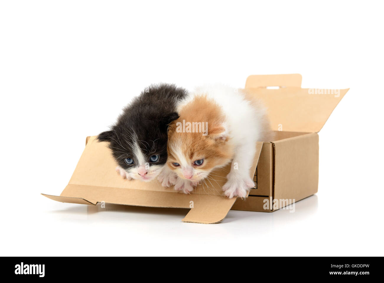 animal pet cub Stock Photo - Alamy