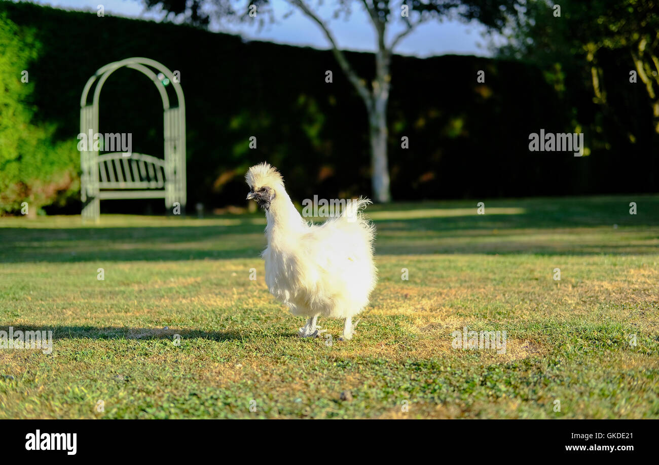 Garden hen white silkie hi-res stock photography and images - Alamy