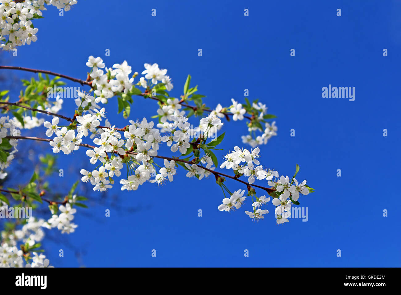 Cherry flowers blooming in springtime Stock Photo - Alamy