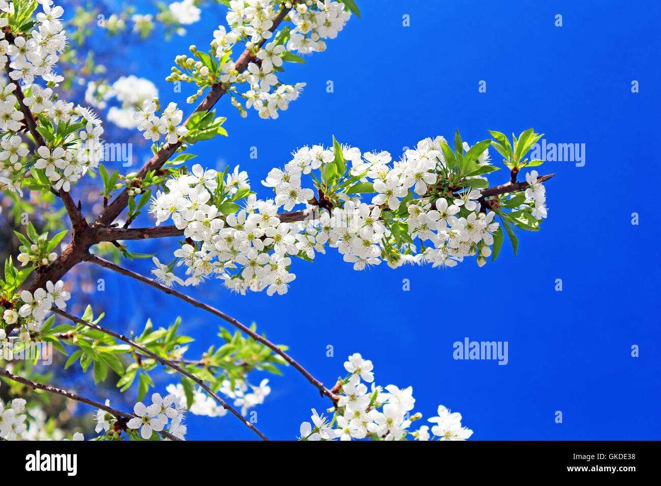 Cherry flowers blooming in springtime Stock Photo - Alamy