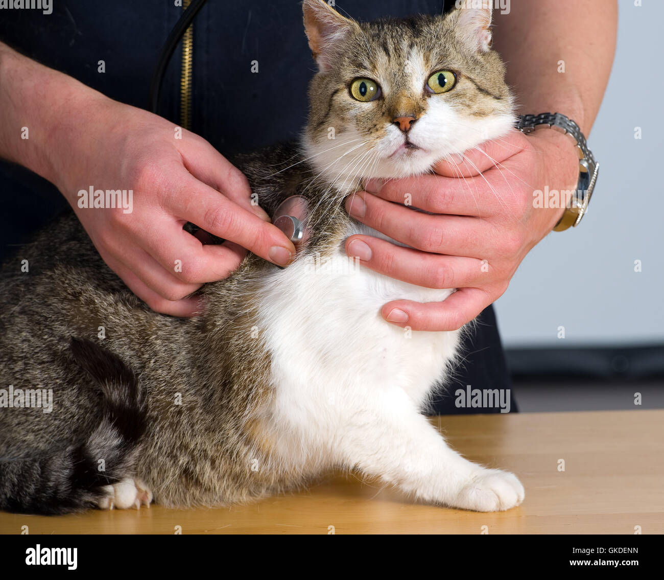 Preventive vet care hi-res stock photography and images - Alamy