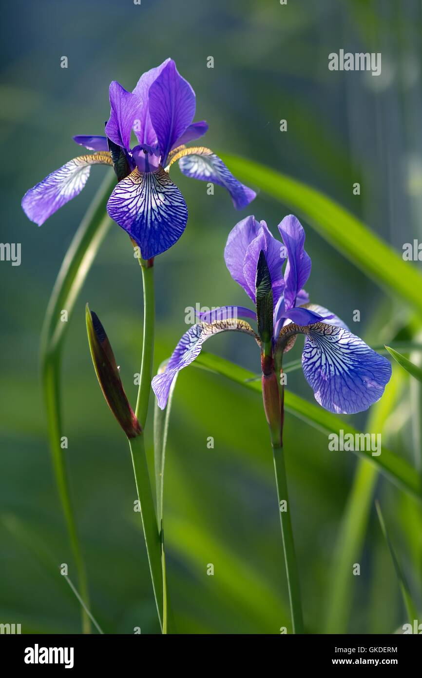 Siberian iris iris sibirica hi-res stock photography and images - Alamy