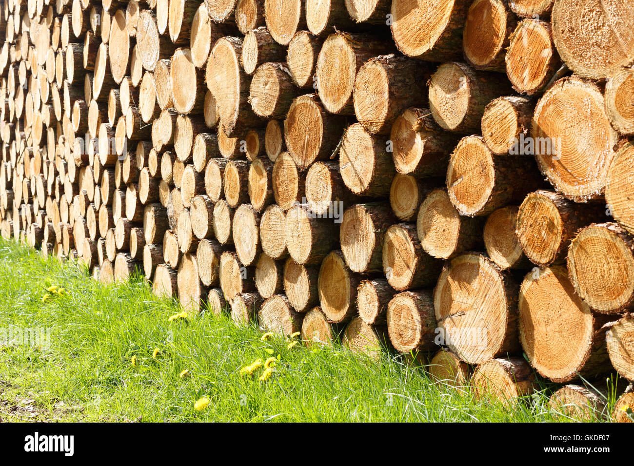 Tree trunks hi-res stock photography and images - Alamy