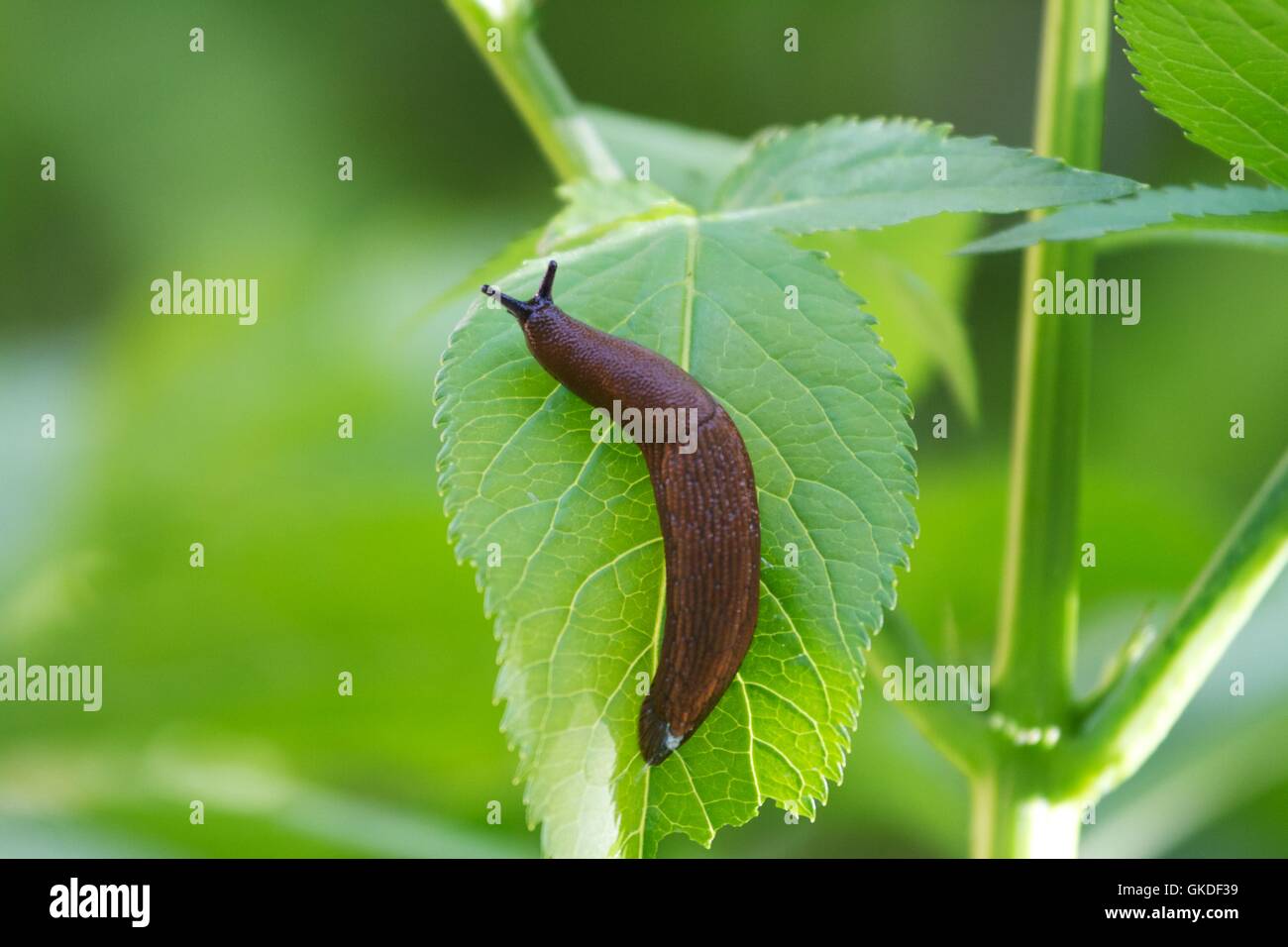 Garden slug hi-res stock photography and images - Alamy