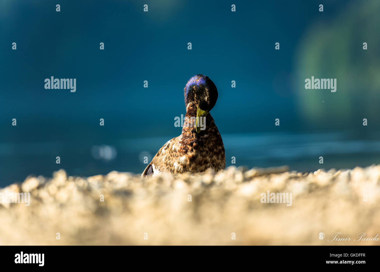 Beautiful creature in nature Stock Photo - Alamy