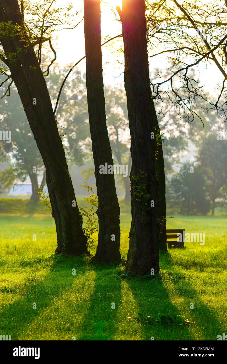 Tree in early morning hi-res stock photography and images - Alamy