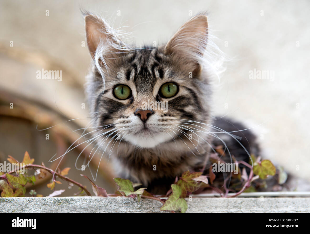 Pussycat cat domestic pet hi-res stock photography and images - Alamy