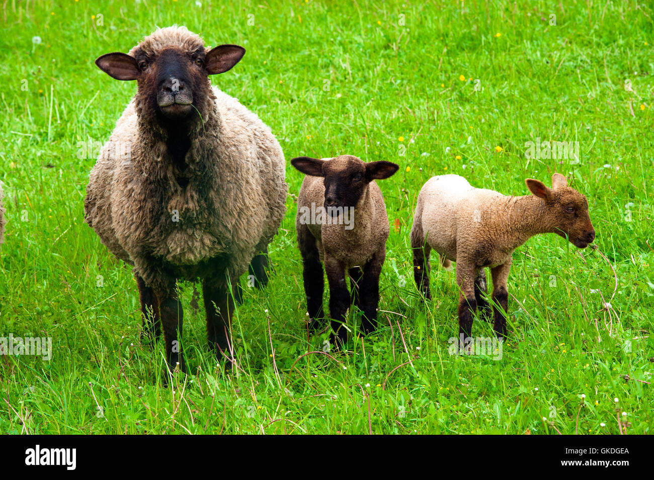 sheep with two lambs Stock Photo - Alamy