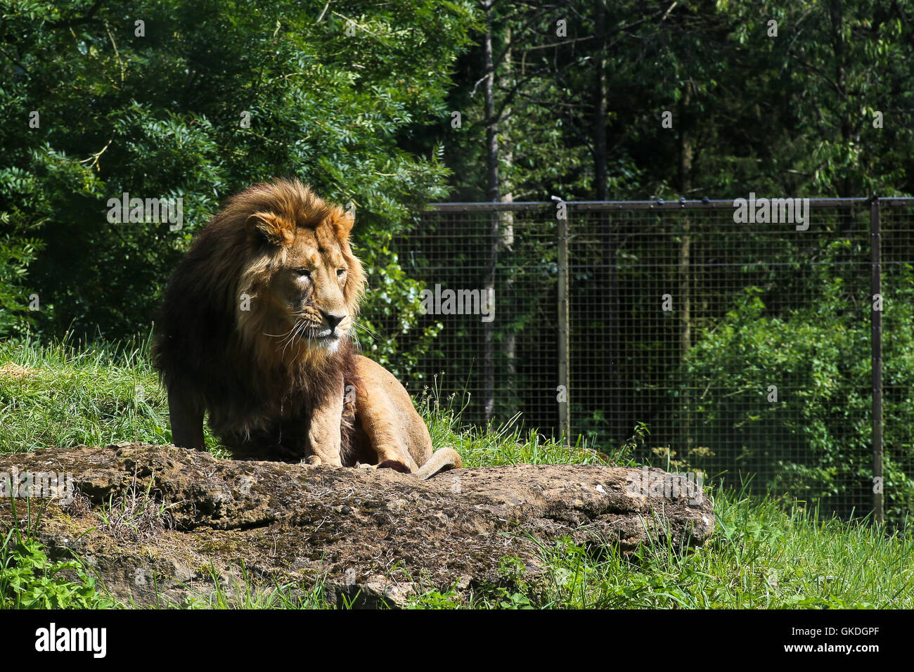 Lion resting on the rock in the zoo with green background Stock Photo ...