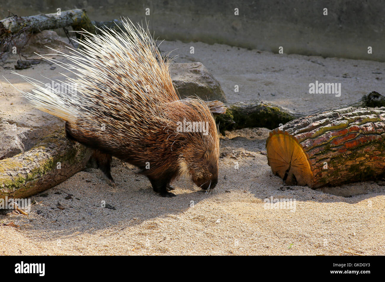 African crested porcupine Hystrix cristata displaying spines in the zoo ...