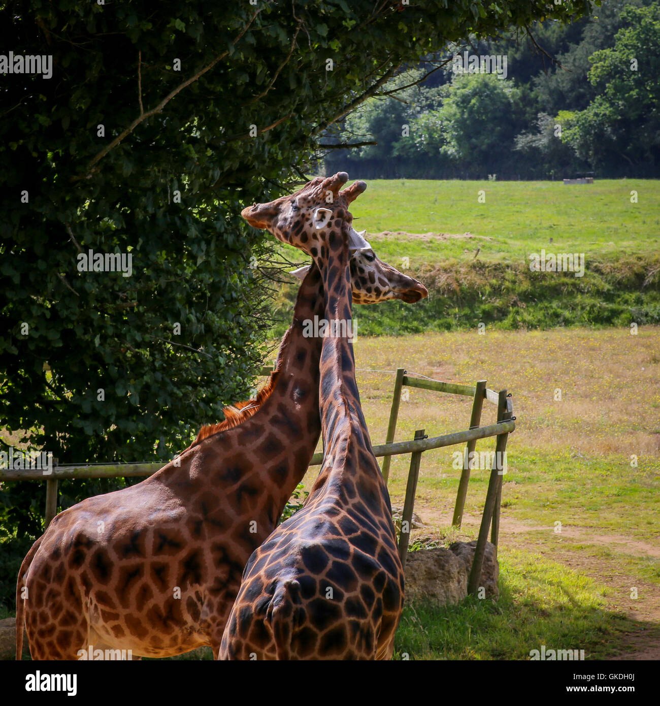 Giraffe pair bonding and entwining necks in the zoo Stock Photo - Alamy