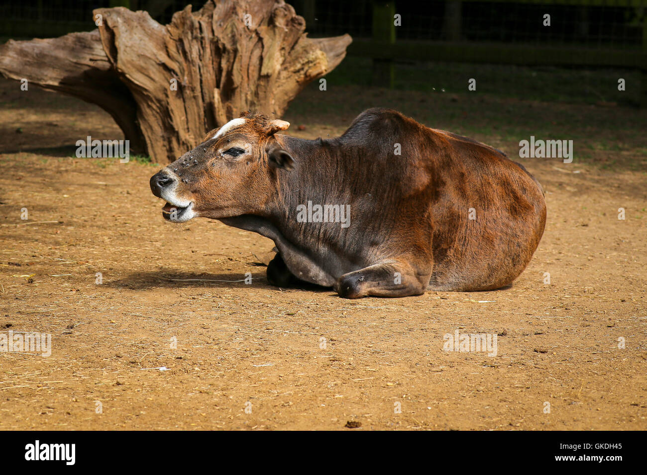 Dwarf zebu, Bos taurus indicus, domestic animal in the zoo Stock Photo ...