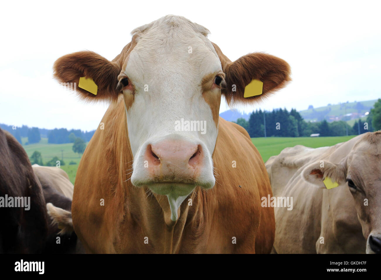 Pretty cow hi-res stock photography and images - Alamy