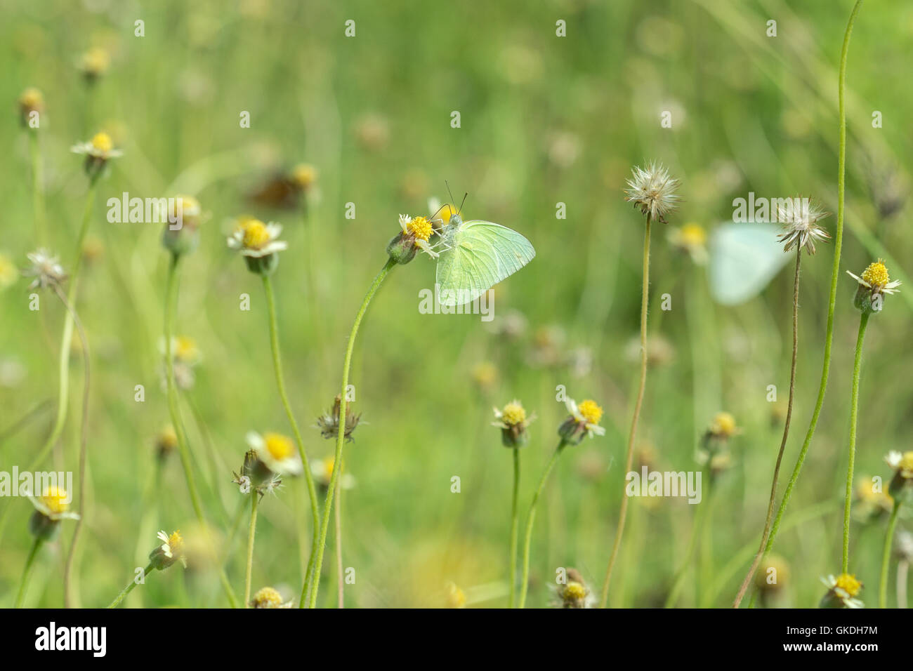 Common Grass Yellow butterfly (Eurema hecabe contubrenalis (Moore)) on ...