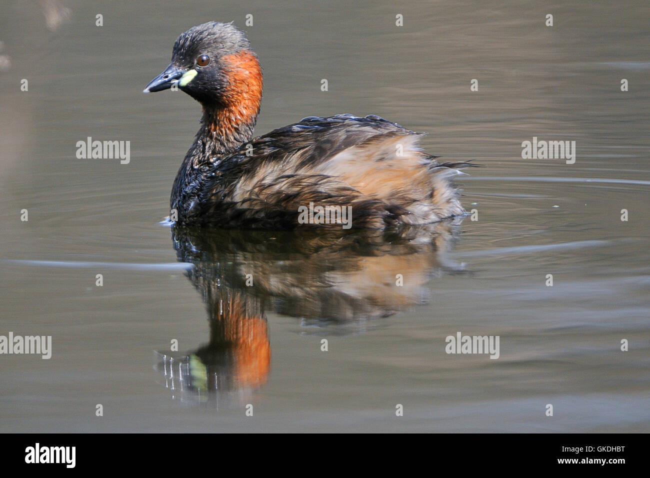 waterfowls waterfowl swimming Stock Photo - Alamy