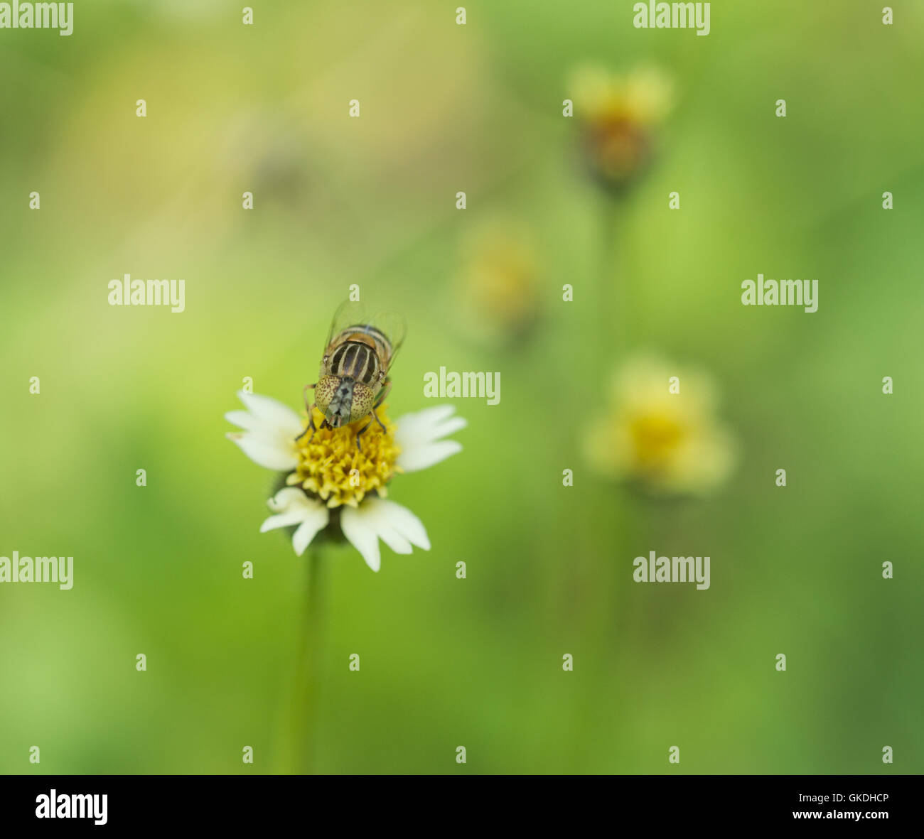 bee on grass flower Stock Photo - Alamy