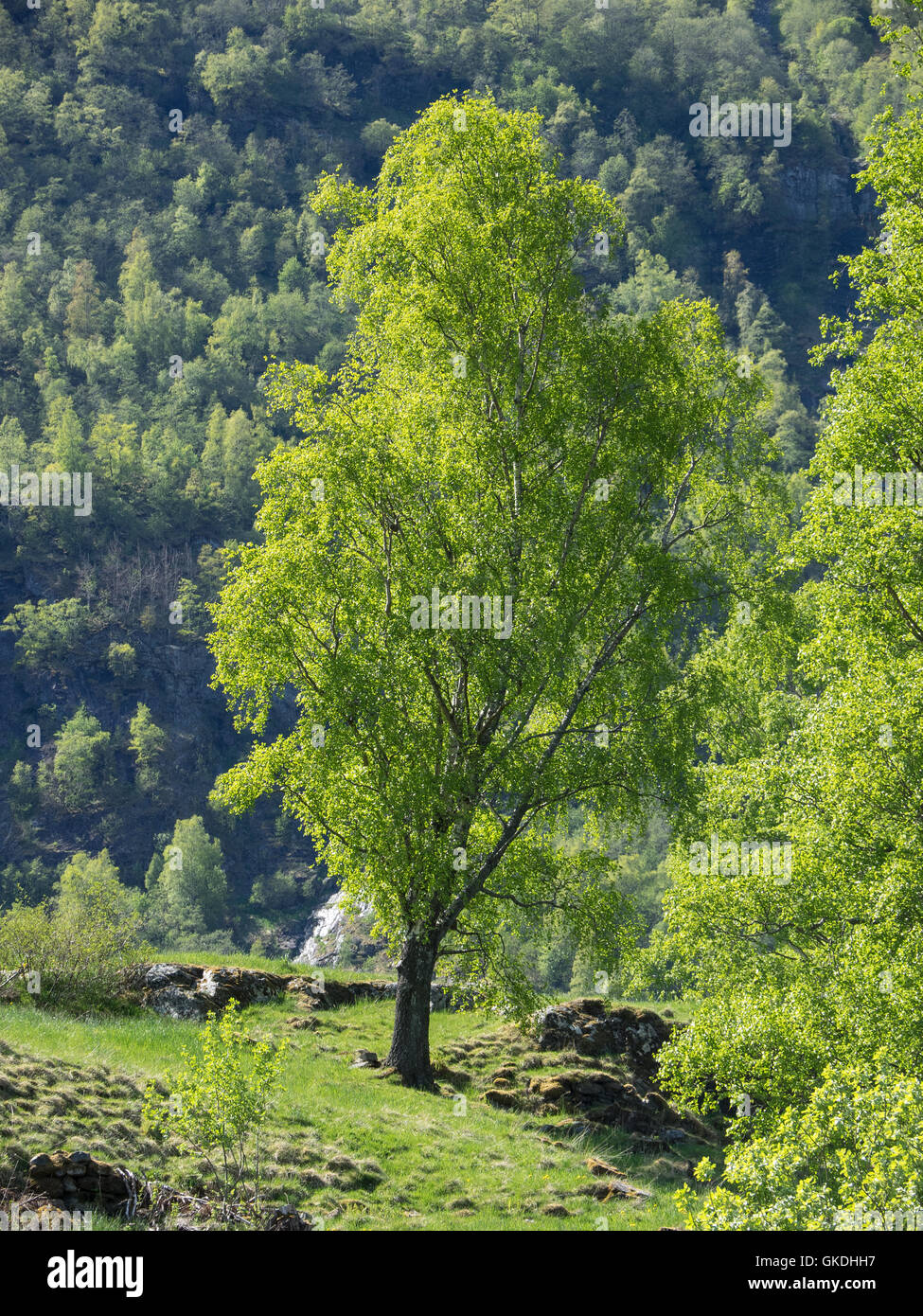 Spring in norway Stock Photo - Alamy