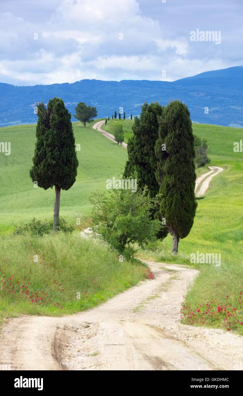 tuscany cypress with path - tuscany cypress trees with track 03 Stock ...